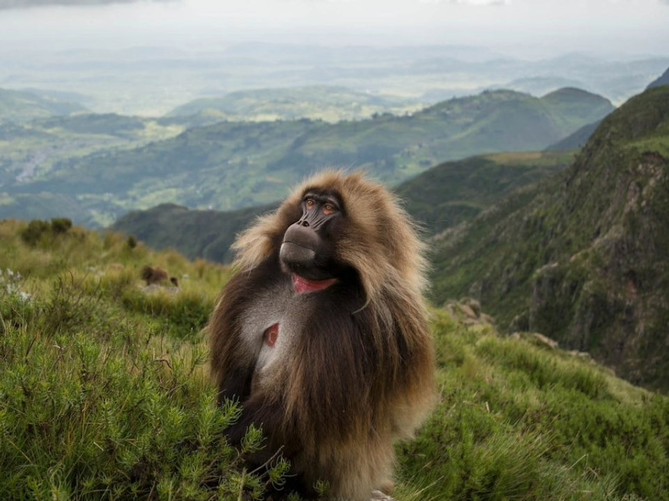 Gelada Monkeys: Facts, Behavior, and Habitat